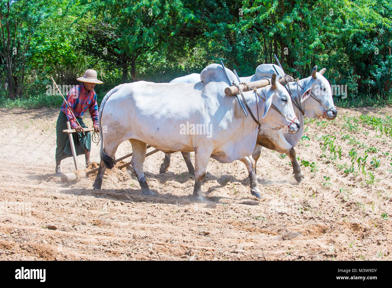 Burmese farmer plowing with oxen in village near Bagan Myanmar Stock ...