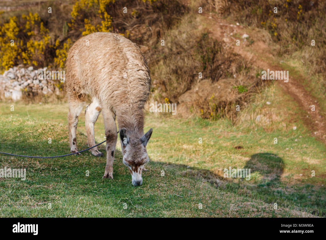 Picture of a llama eating grass, Cusco, Peru Stock Photo - Alamy