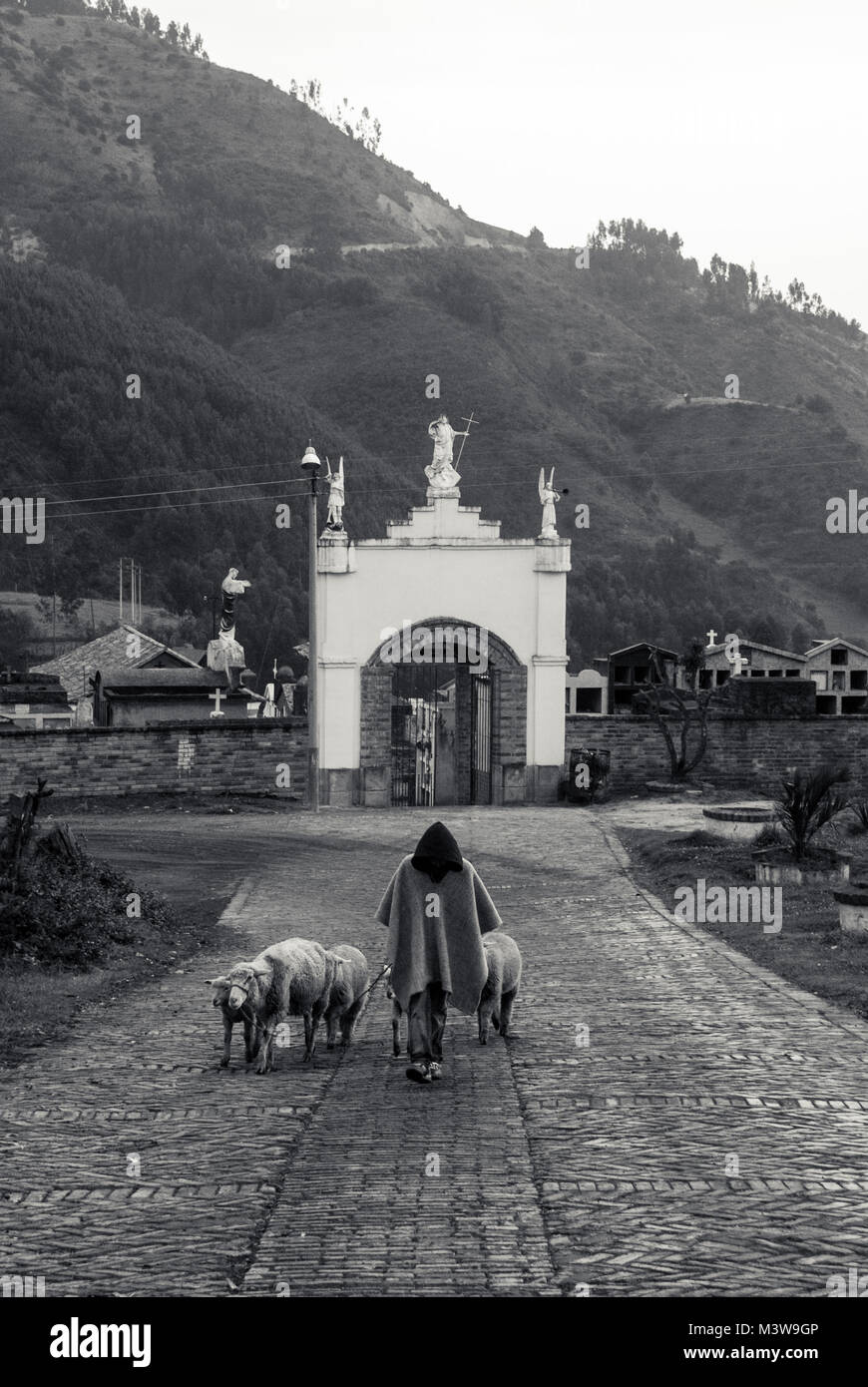 A shepherd wearing a wool poncho walking his flock of sheep in front of ...