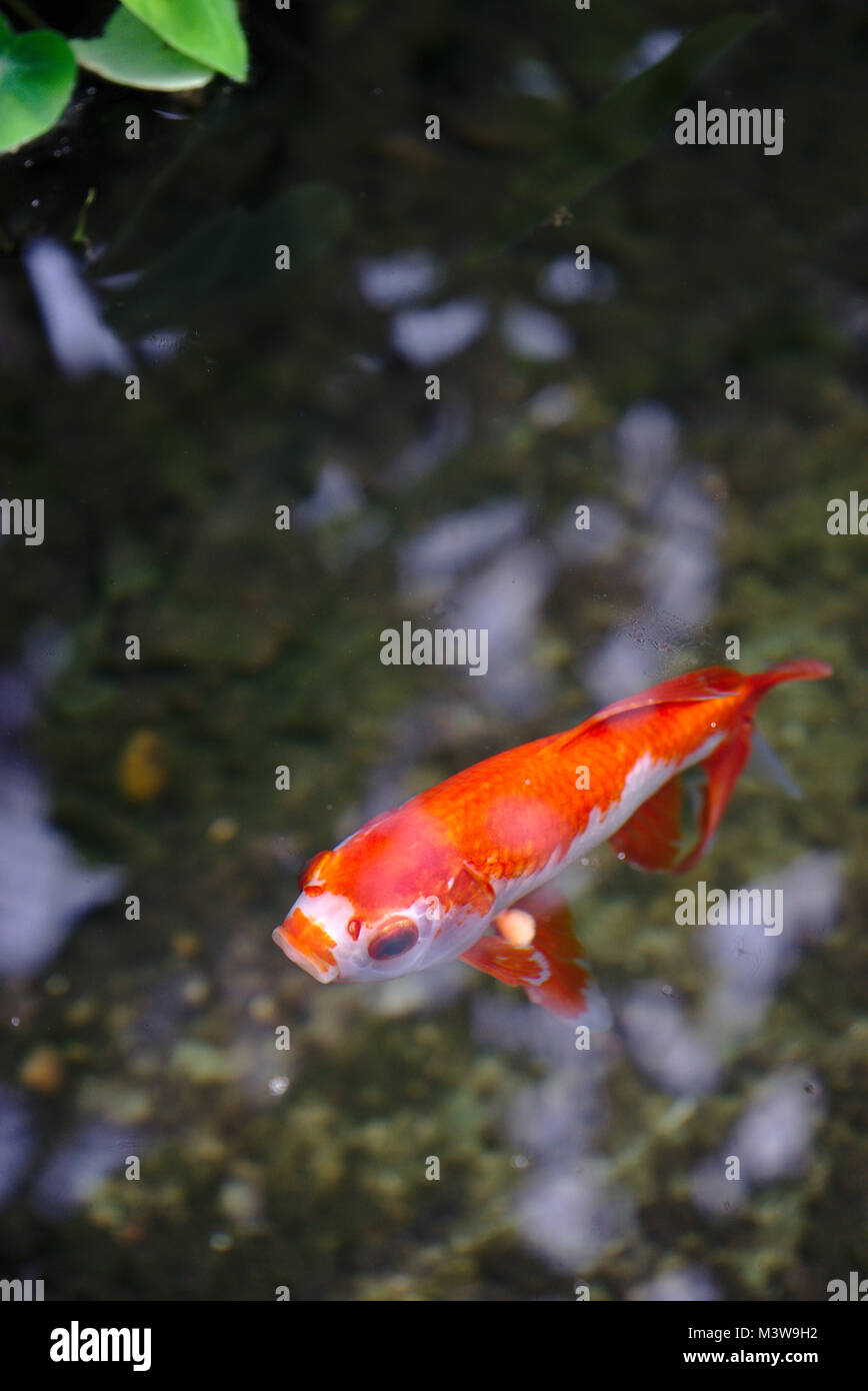 red and white goldfish swimming on the water surface of a pool of the ...