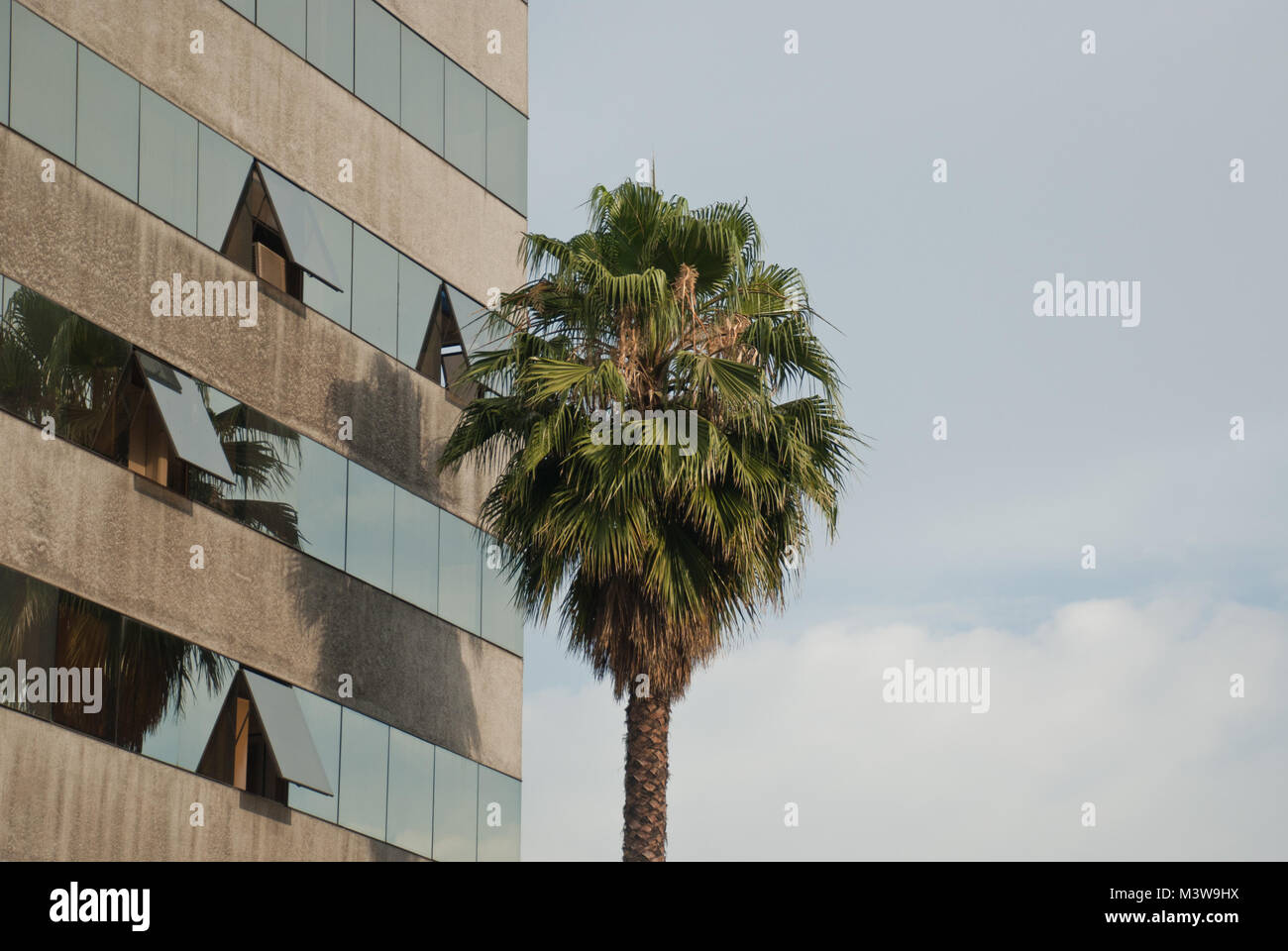 A palm tree reflected in the windows of a tall office building in the ...