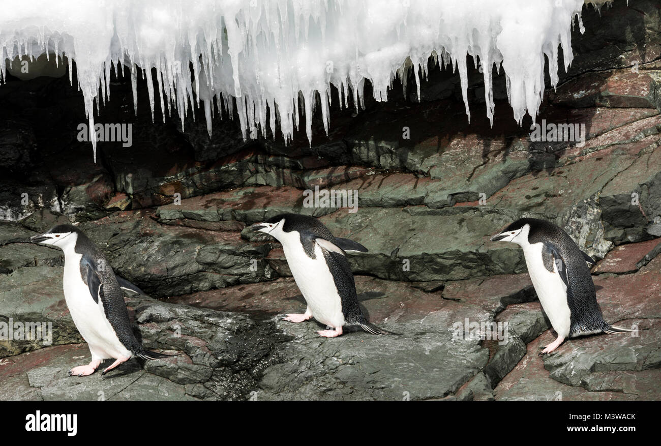 Chinstrap Penguin; Pygoscelis antarcticus; ringed penguin; bearded ...