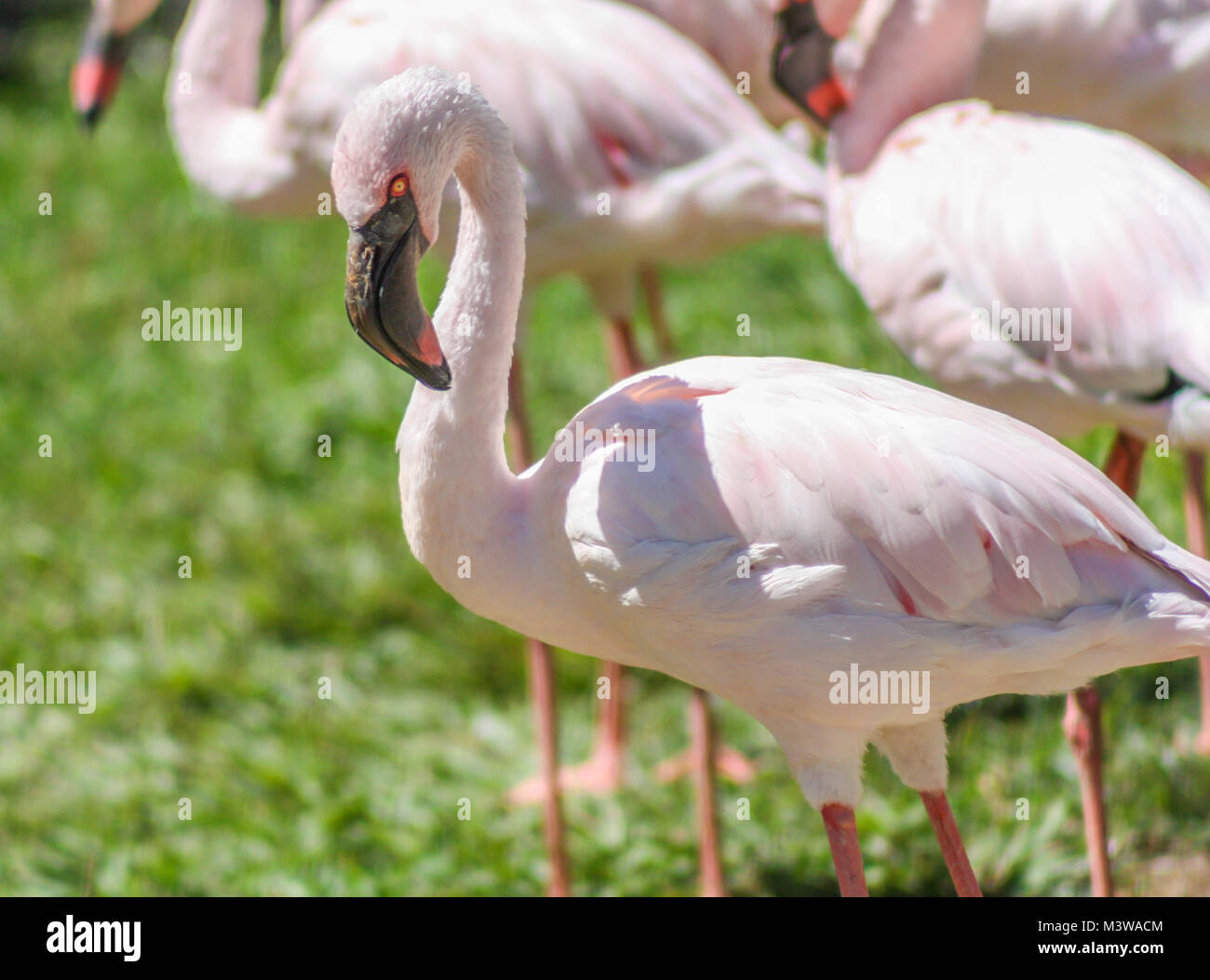 Flamingo herd on grass. Closeup color landscape photo of a group of ...