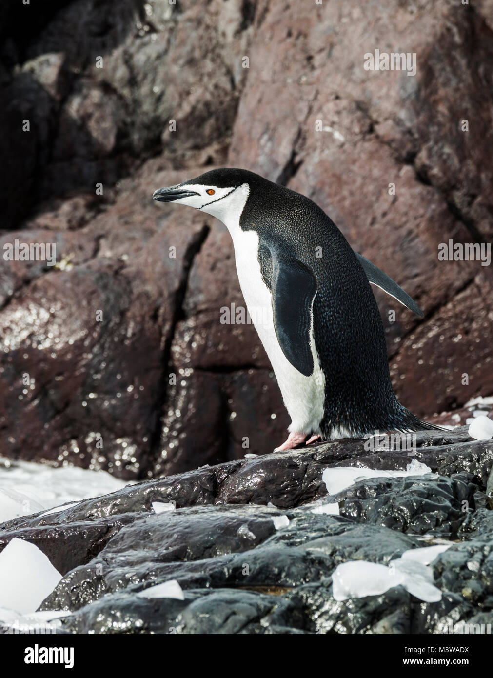 Chinstrap Penguin; Pygoscelis antarcticus; ringed penguin; bearded ...