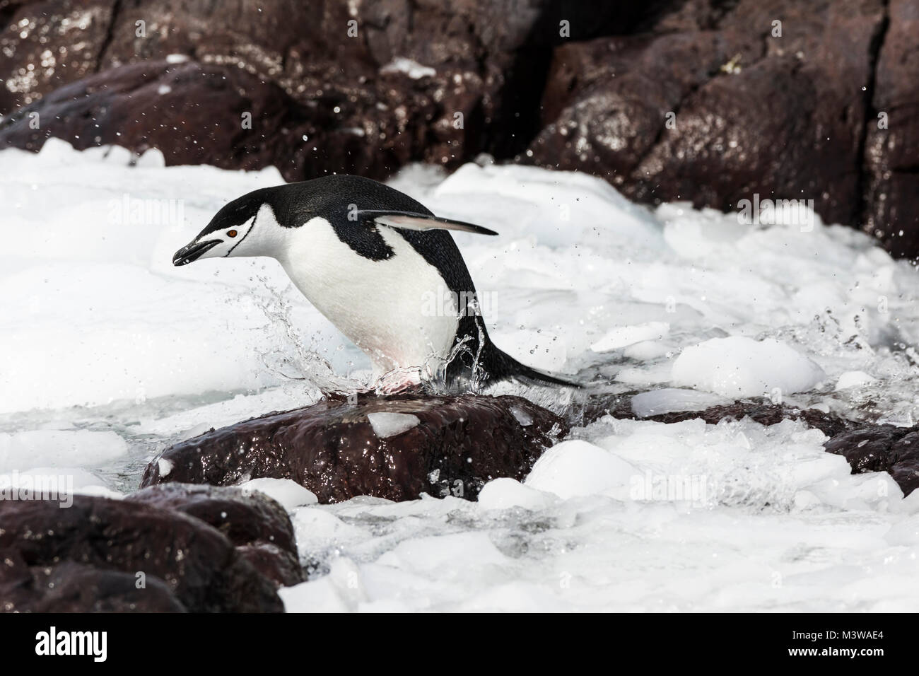 Chinstrap Penguin; Pygoscelis antarcticus; ringed penguin; bearded ...