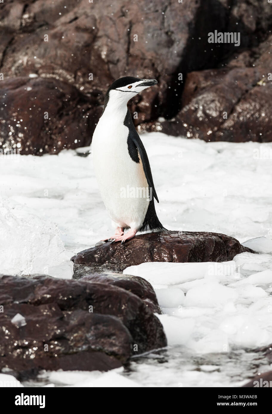Chinstrap Penguin; Pygoscelis antarcticus; ringed penguin; bearded ...