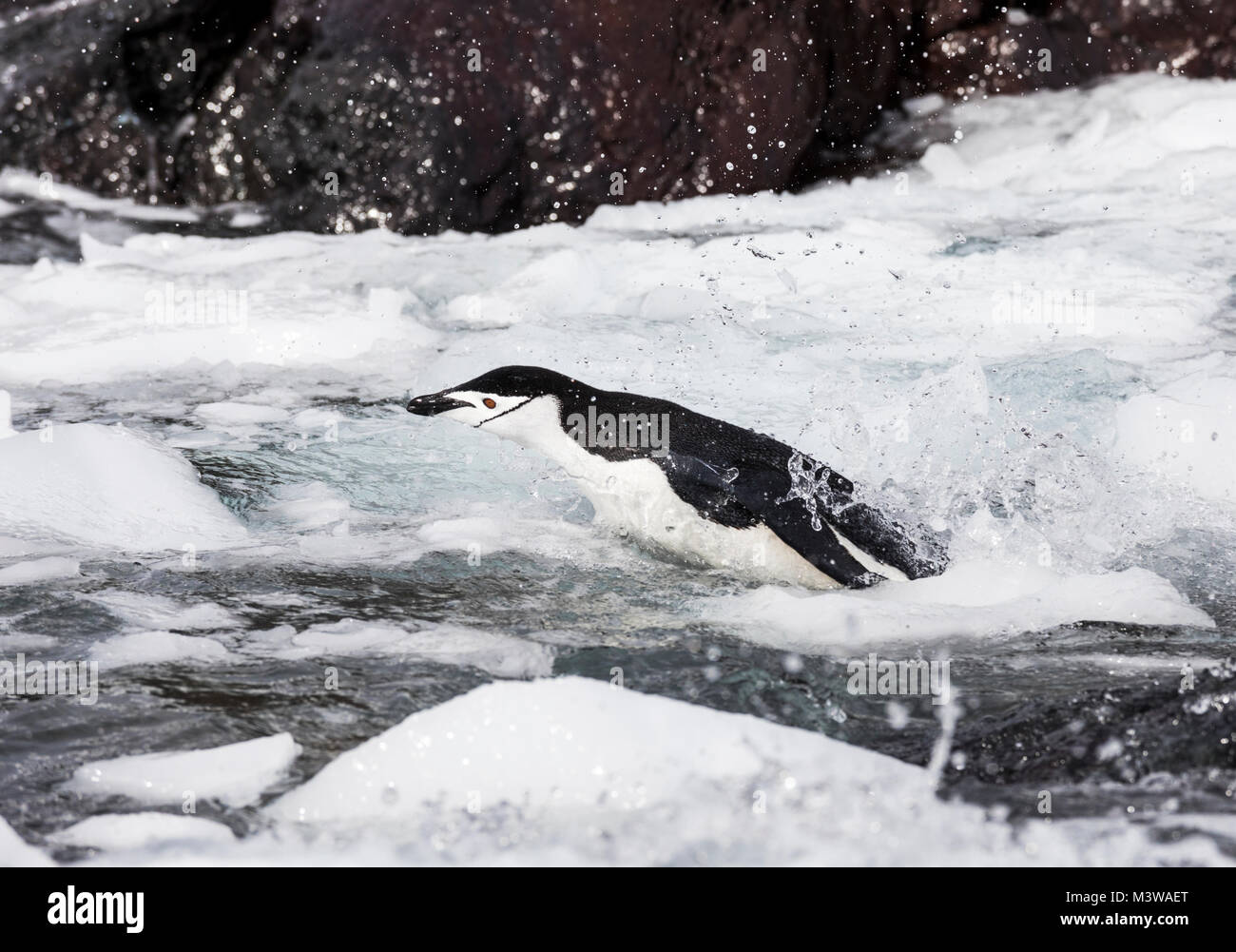 Swimming Chinstrap Penguin; Pygoscelis antarcticus; ringed penguin ...