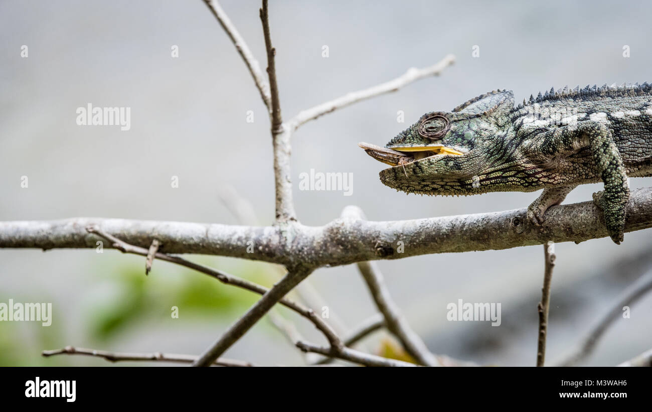 Changing insect hi-res stock photography and images - Alamy