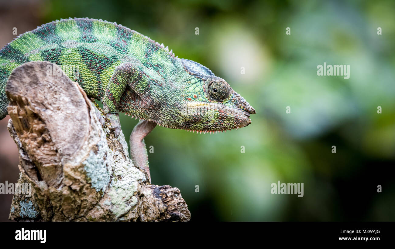 Green chameleon climb on branch hi-res stock photography and images - Alamy