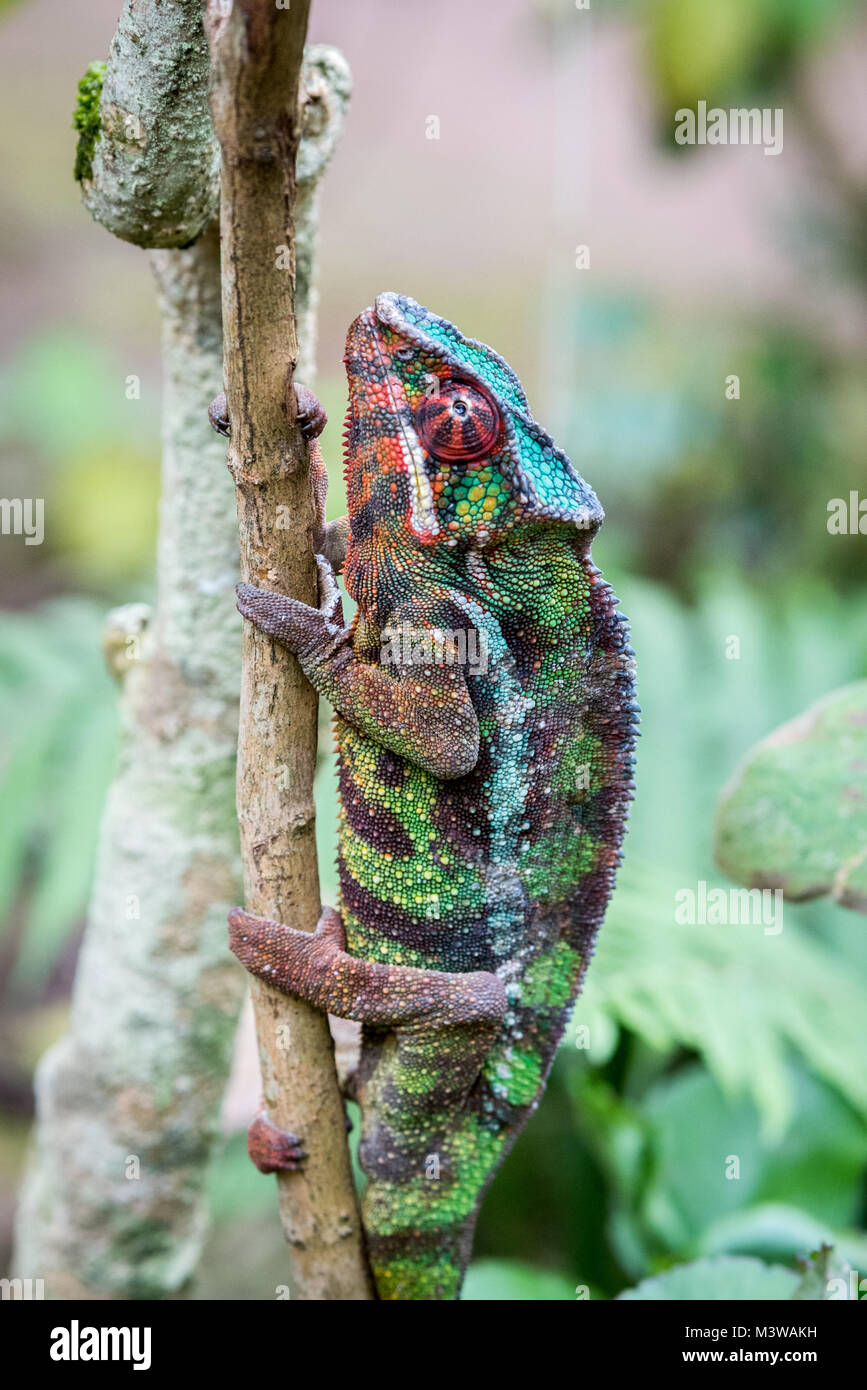 Chameleon in Tree, Madagascar Stock Photo - Alamy