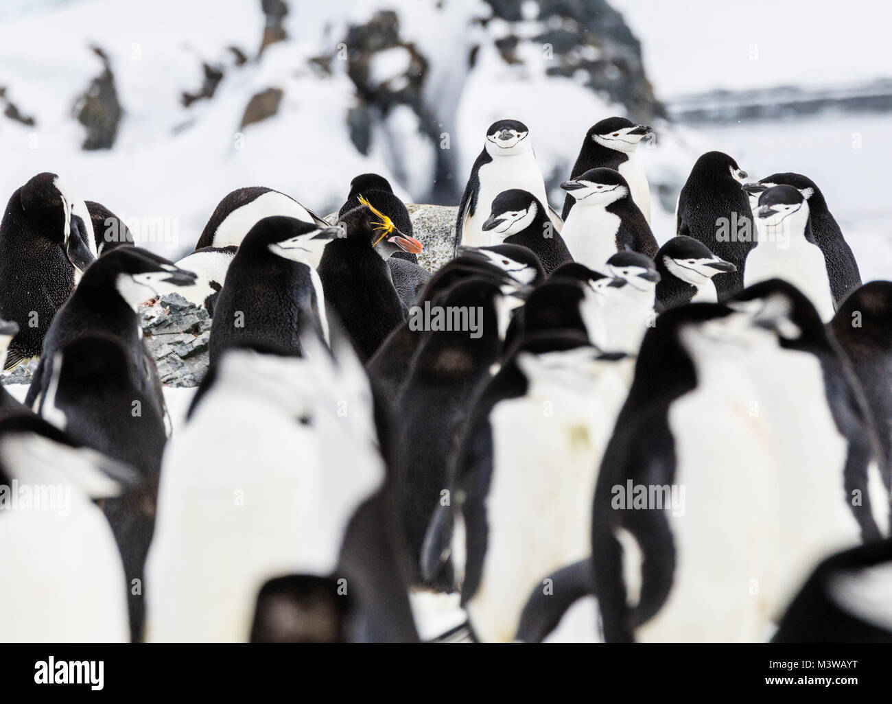 Lone Macaroni Penguin on rookery with Chinstrap Penguins; ringed ...