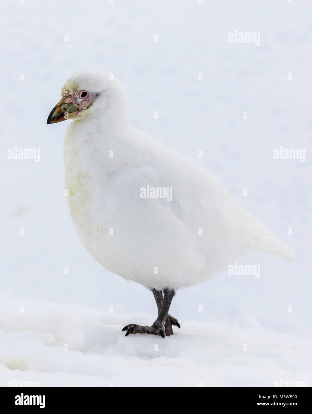 Snowy sheathbill; Chionis albus; greater sheathbill; pale-faced ...