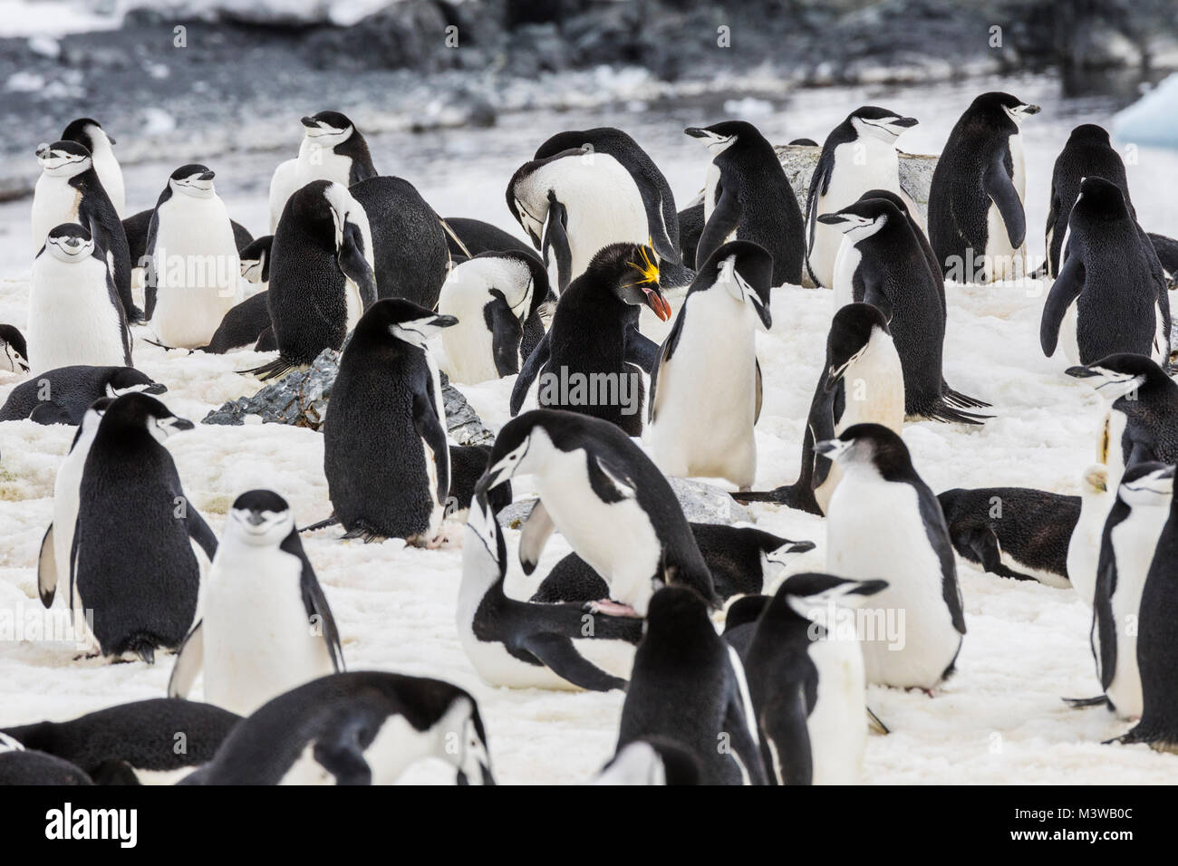 Lone Macaroni Penguin on rookery with Chinstrap Penguins; ringed ...