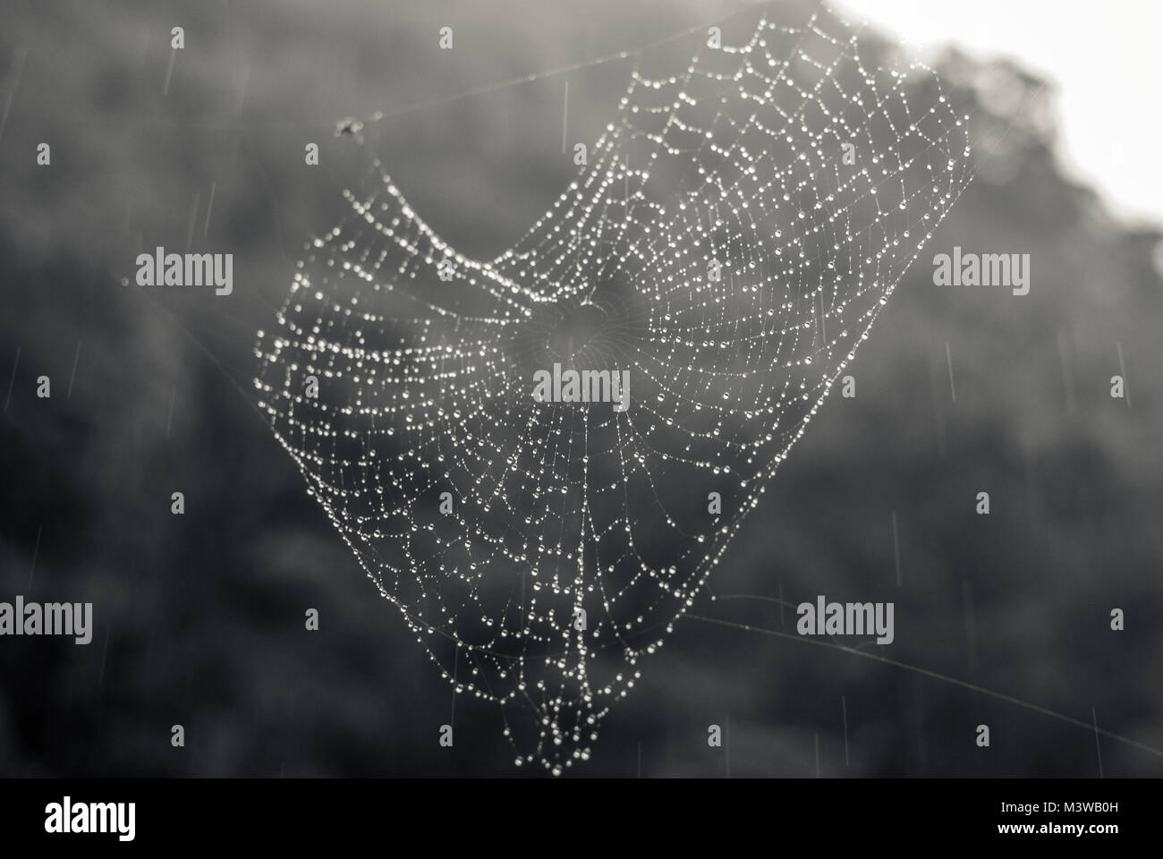 A heart-shaped cobweb covered in dew Stock Photo - Alamy