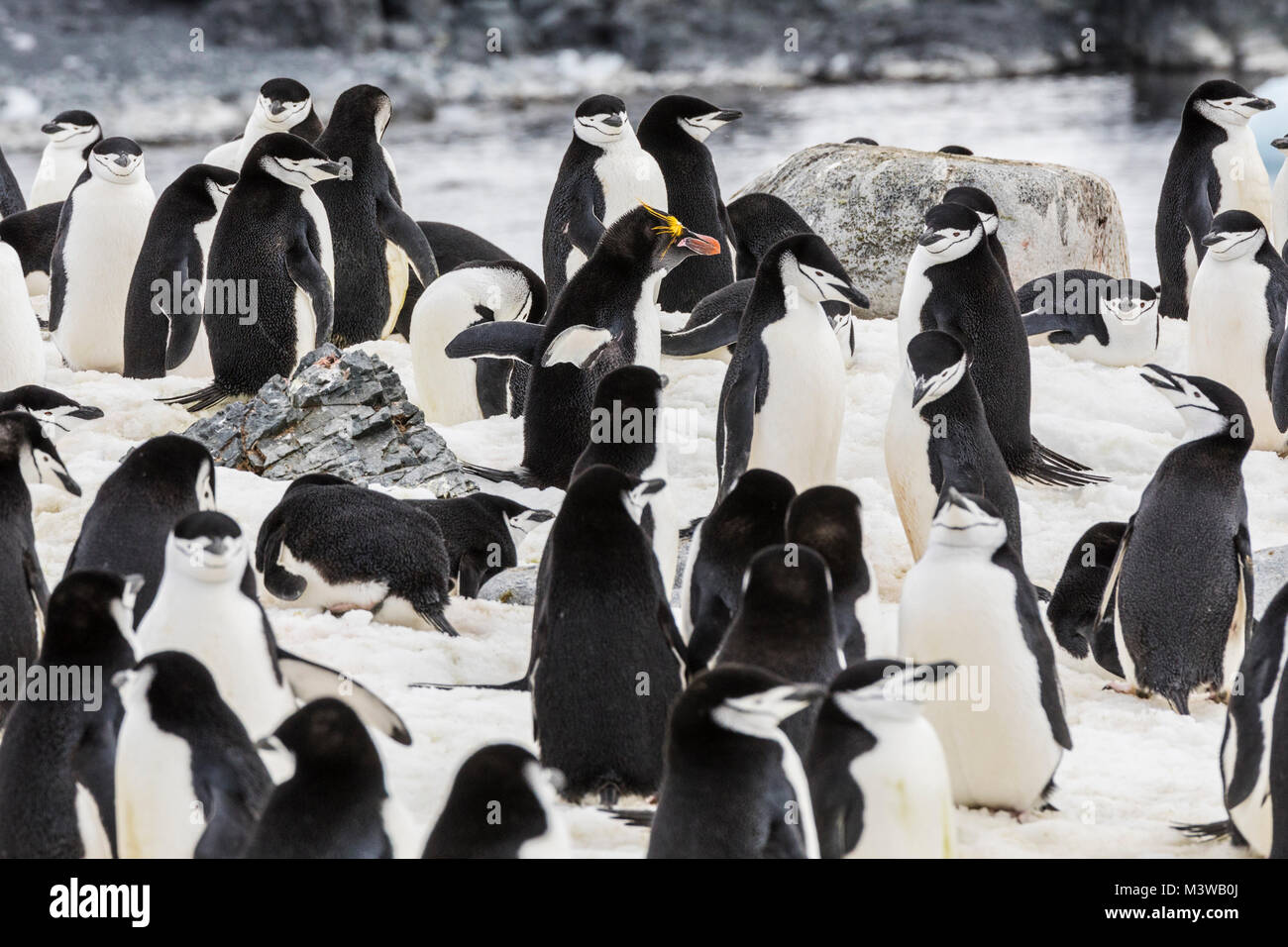 Lone Macaroni Penguin on rookery with Chinstrap Penguins; ringed ...