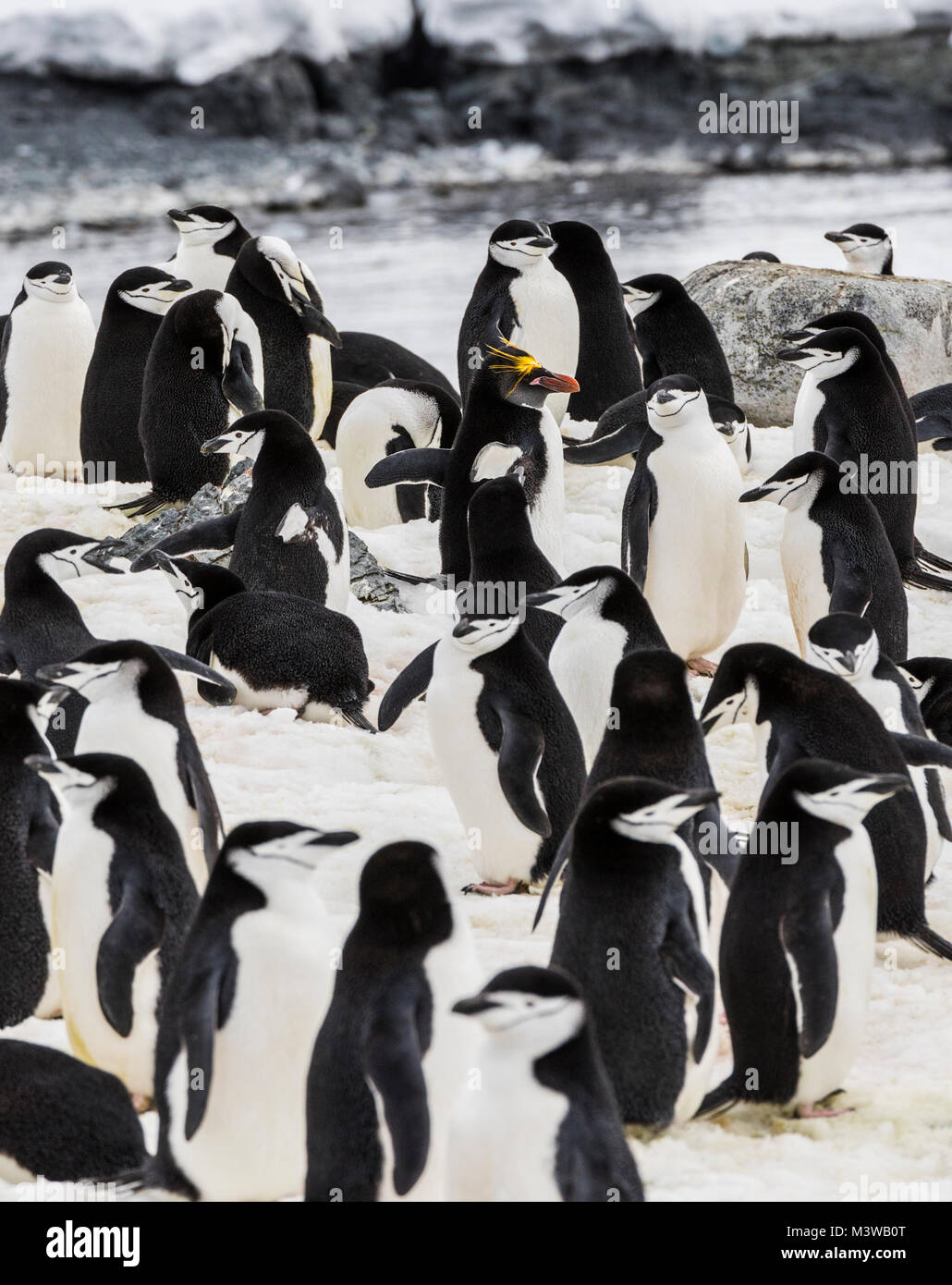 Lone Macaroni Penguin on rookery with Chinstrap Penguins; ringed ...