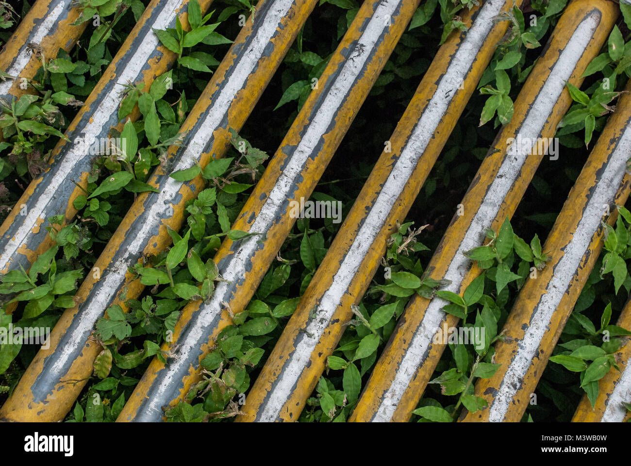 Growing texture hi-res stock photography and images - Alamy