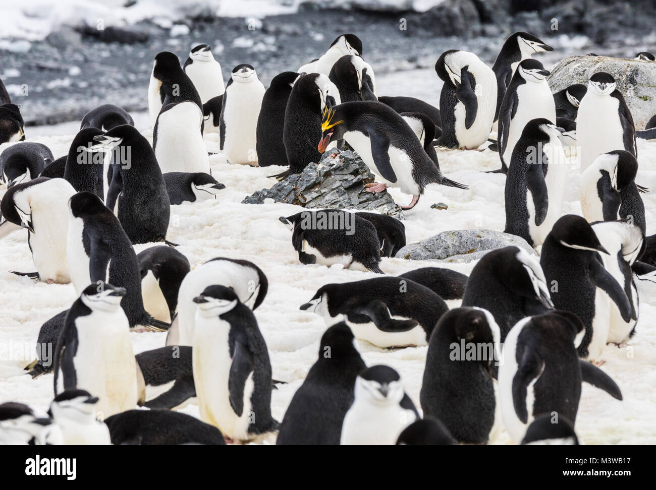 Lone Macaroni Penguin on rookery with Chinstrap Penguins; ringed ...