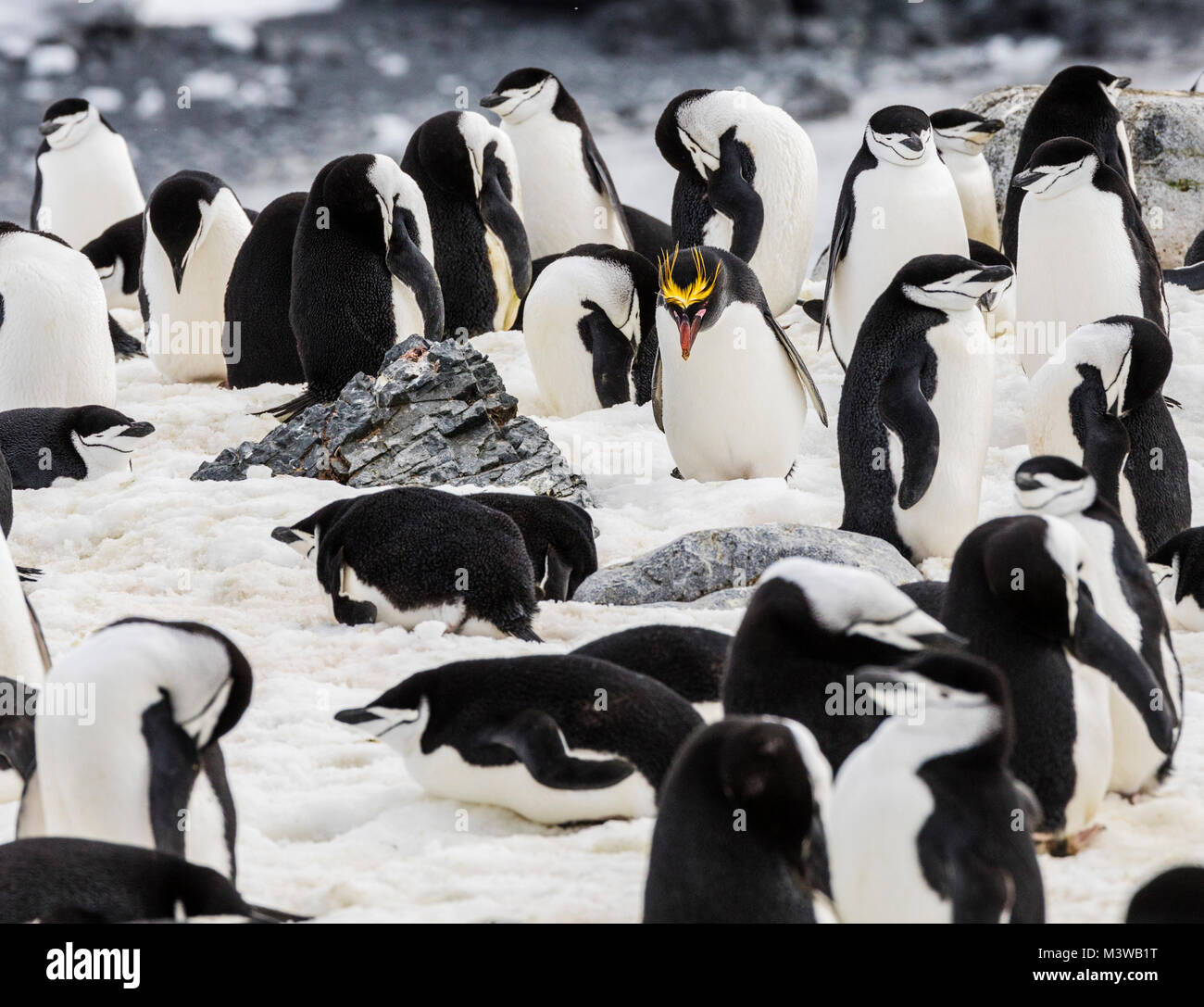 Lone Macaroni Penguin on rookery with Chinstrap Penguins; ringed ...