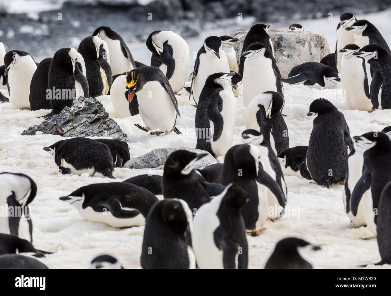 Lone Macaroni Penguin on rookery with Chinstrap Penguins; ringed ...