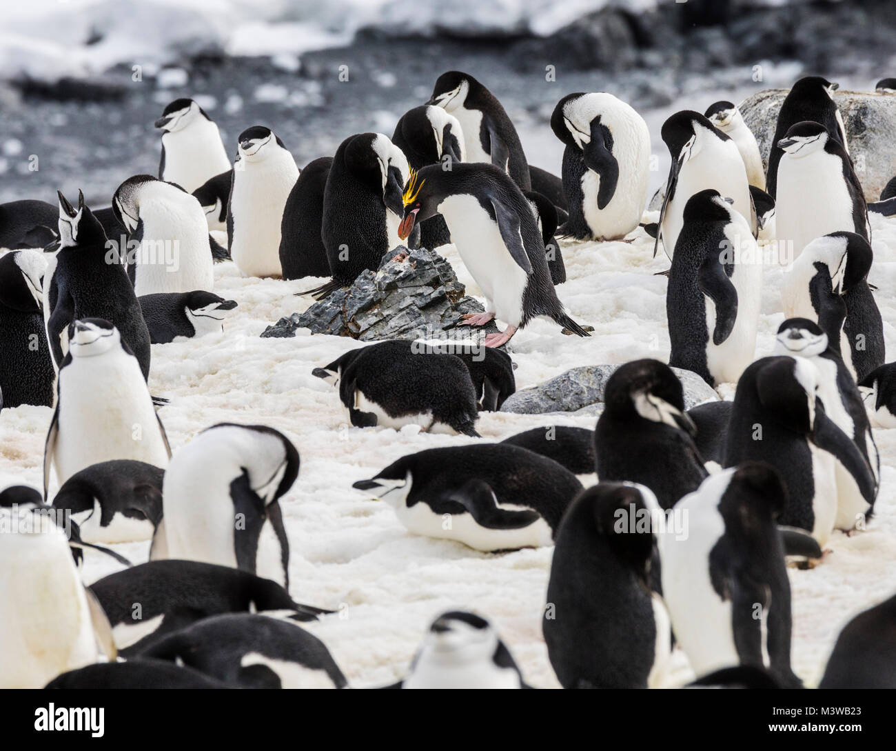 Lone Macaroni Penguin on rookery with Chinstrap Penguins; ringed ...