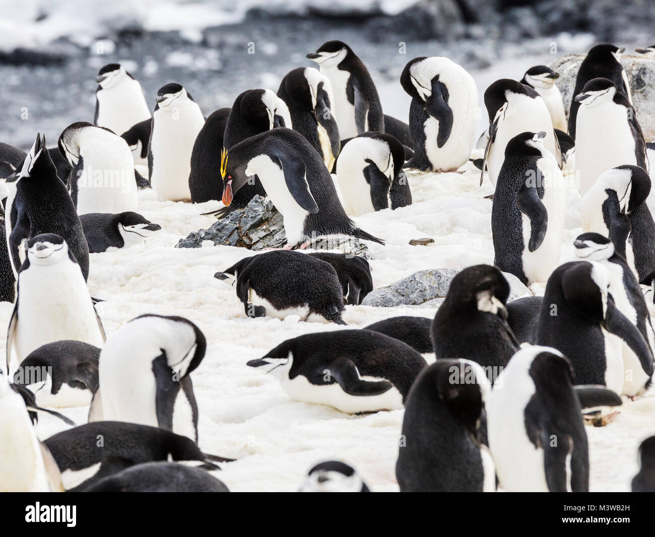 Lone Macaroni Penguin on rookery with Chinstrap Penguins; ringed ...