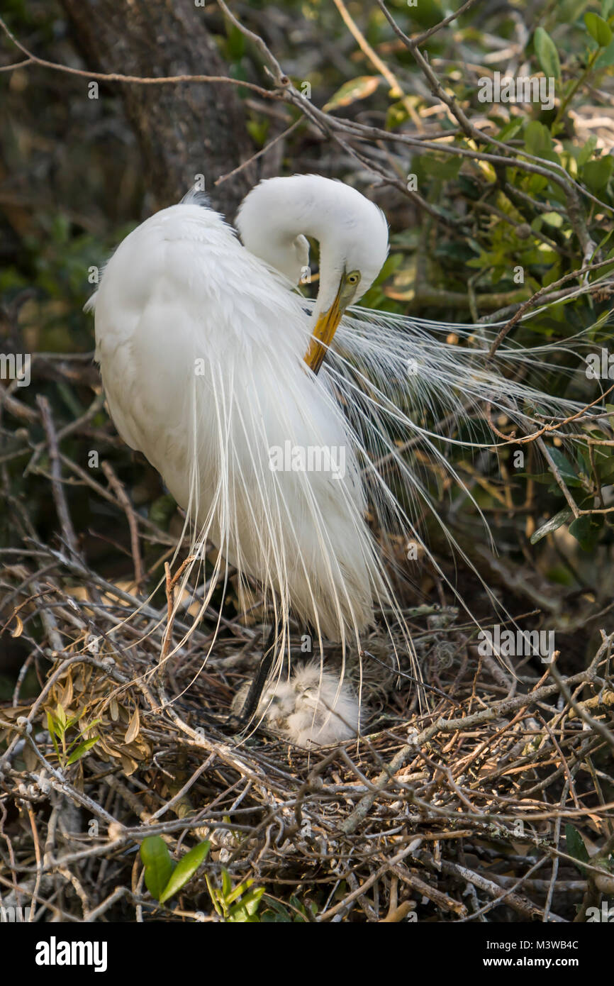 Great Egret (Casmerodius albus) adult and newly hatched young great ...