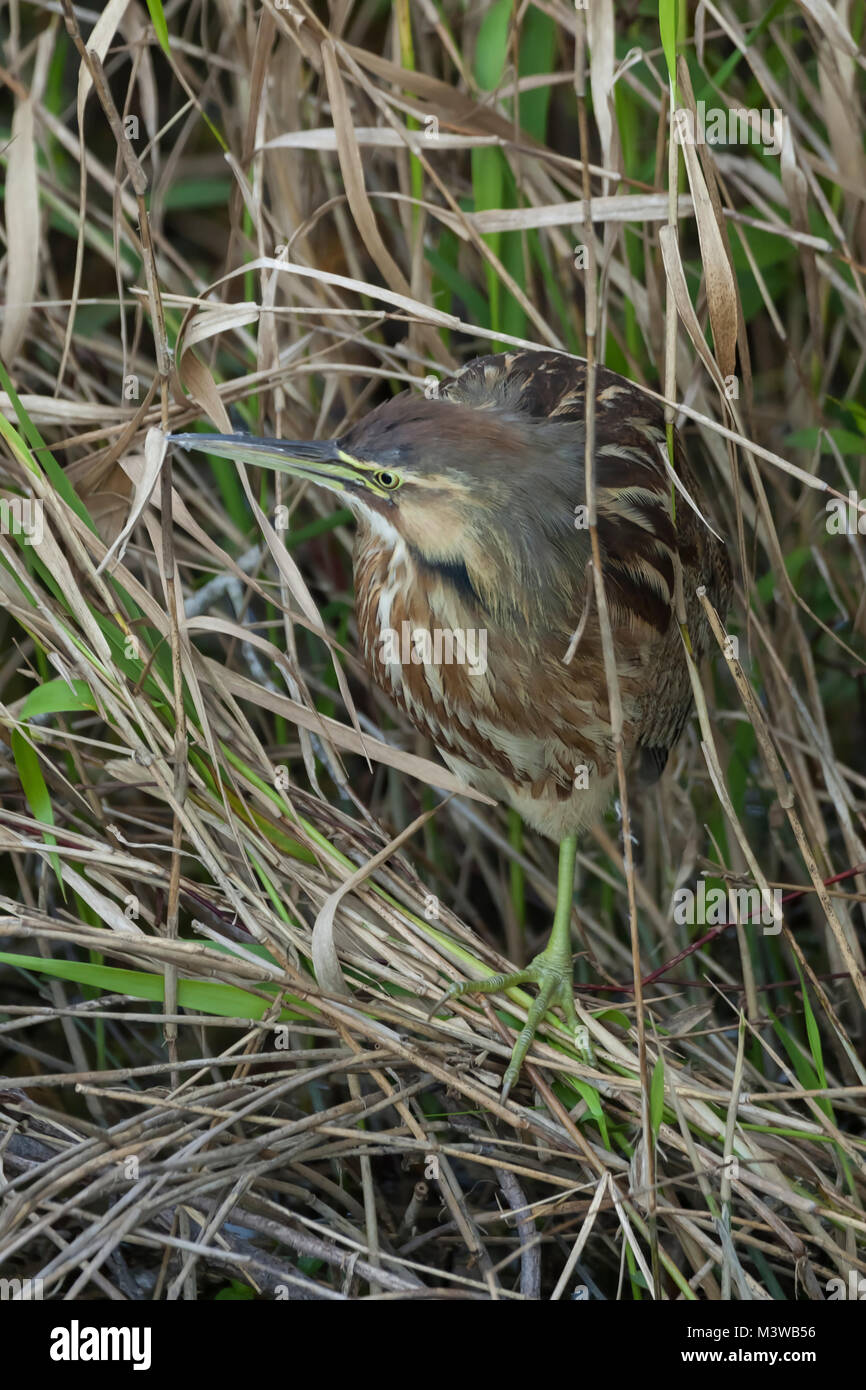 American bittern (Botaurus lentiginosus) hiding in tall grass in ...