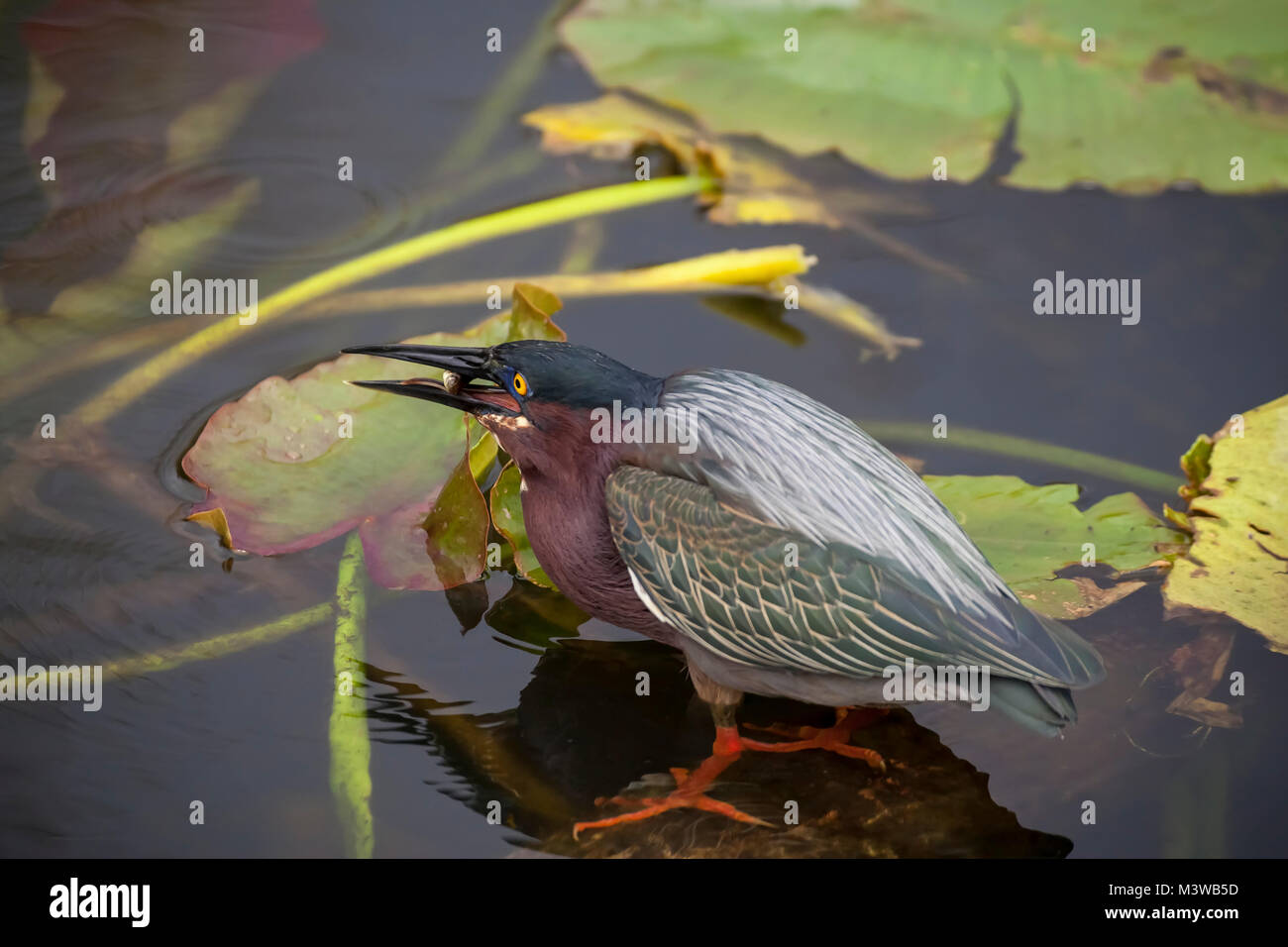 Green Heron (Butorides virescens) eating a small fish in Everglades ...
