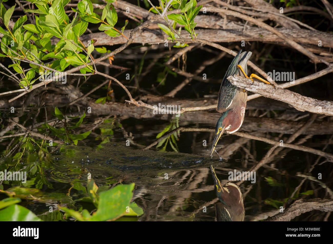 Green Heron (Butorides virescens) catching a small fish in Everglades ...
