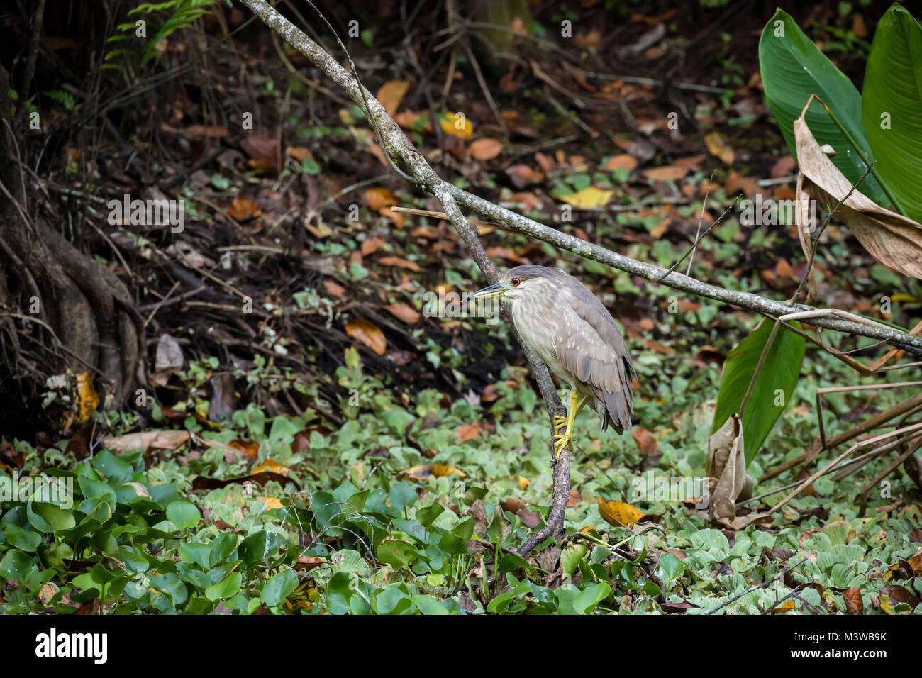 Black-crowned Night Heron (Nycticorax nycticorax) juvenile perched on a ...