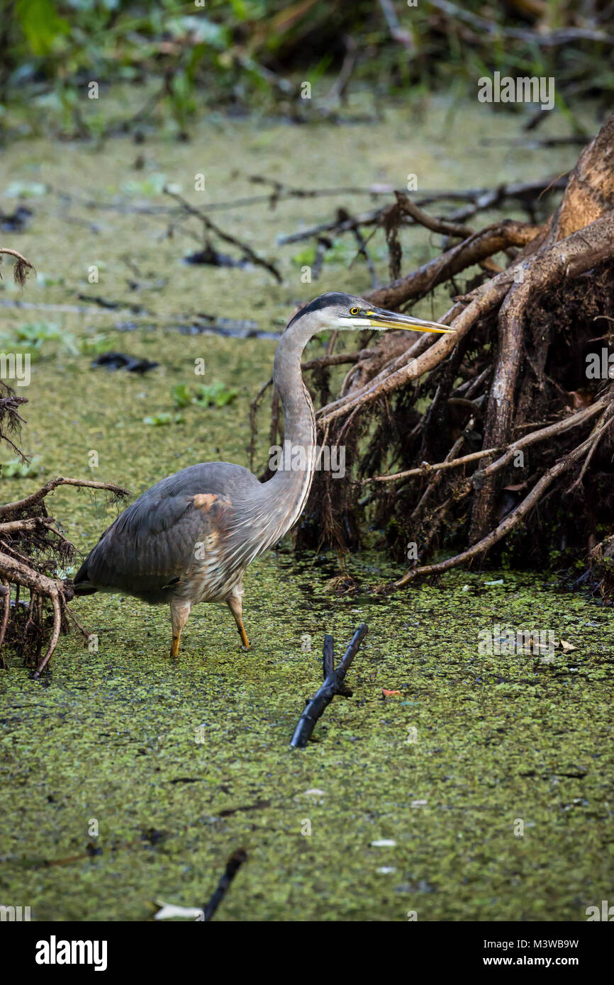North american wading birds hi-res stock photography and images - Alamy