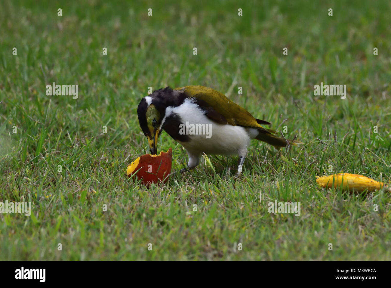 Australian Mango High Resolution Stock Photography and Images - Alamy