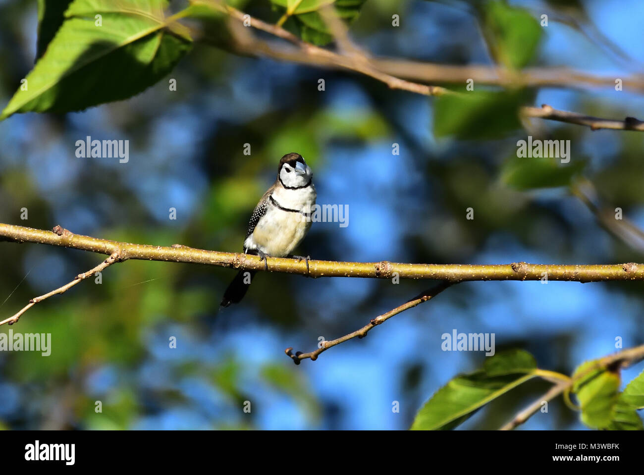Australian Double Barred Finch High Resolution Stock Photography and ...
