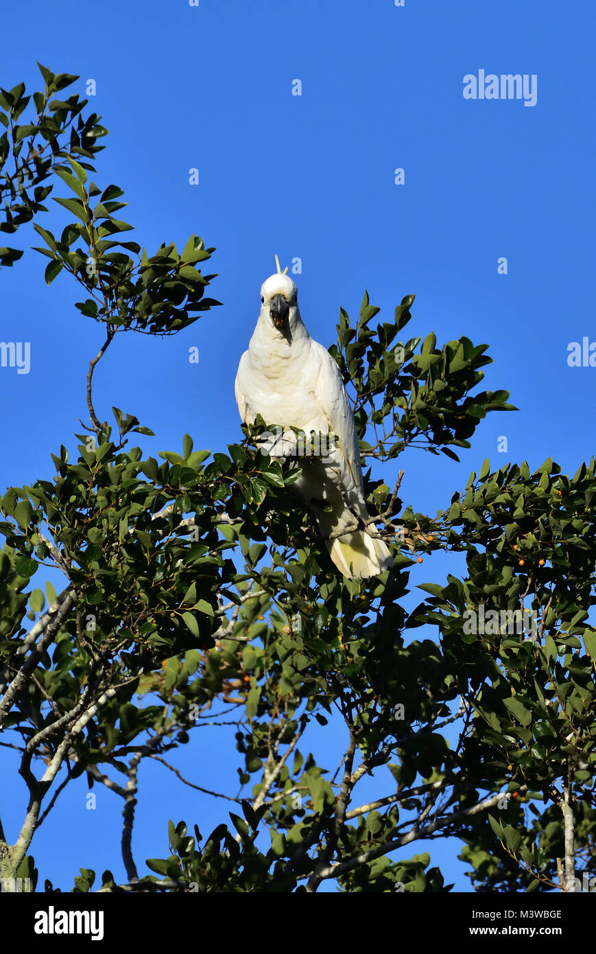 Australian Wild Cockatoo High Resolution Stock Photography and Images ...