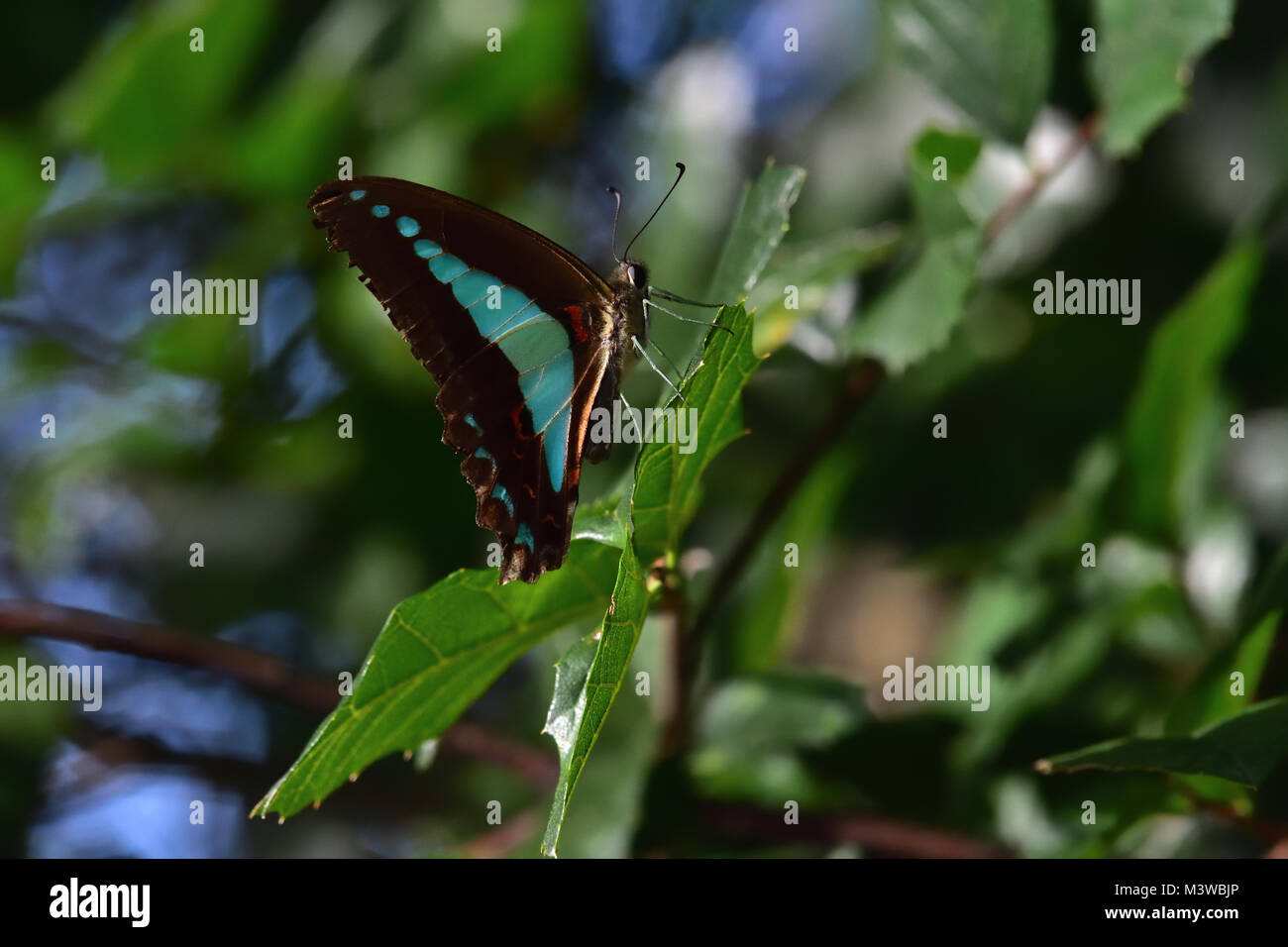 Blue Triangle Butterfly High Resolution Stock Photography and Images ...