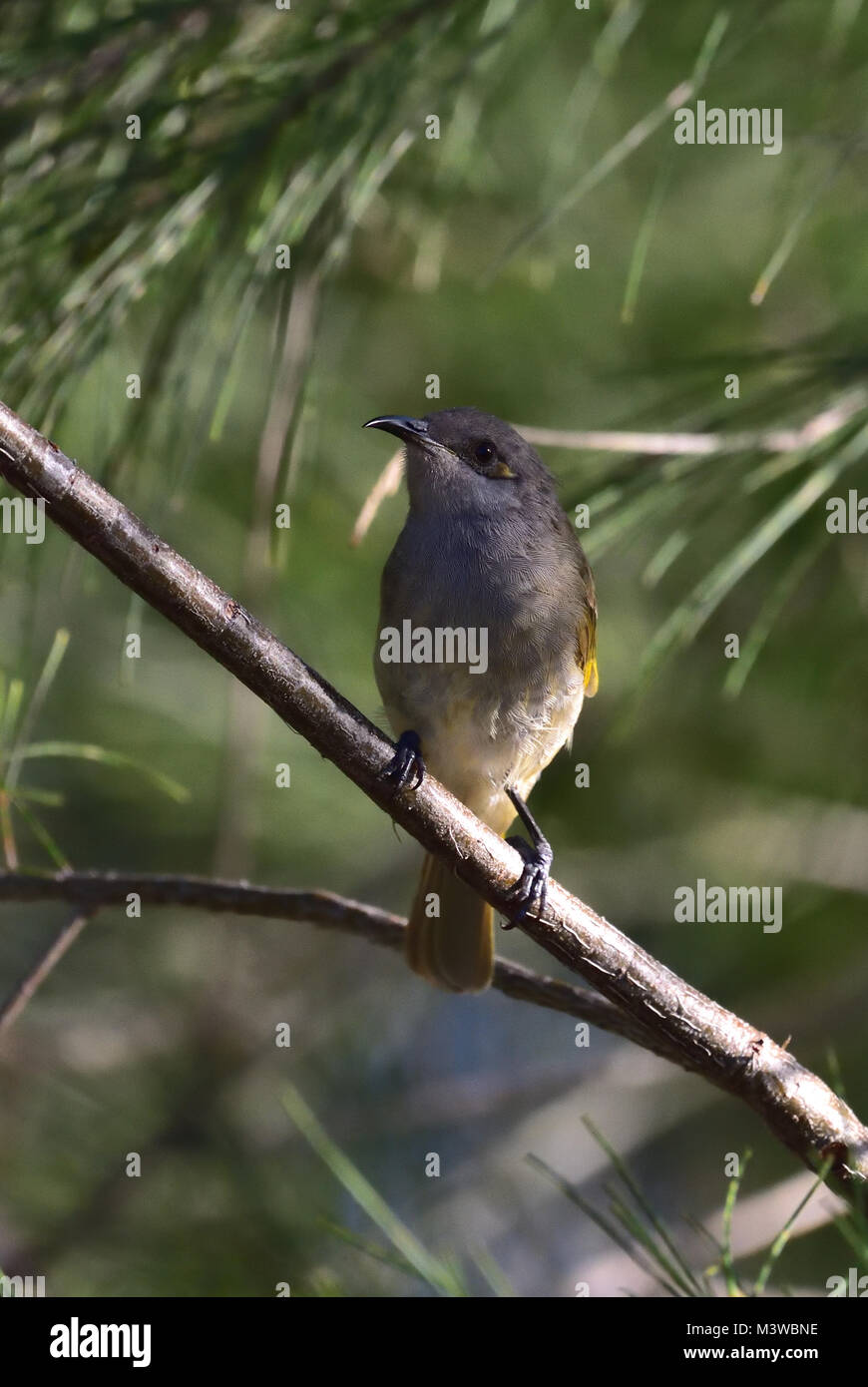 Australian Backyard Birds High Resolution Stock Photography and Images ...