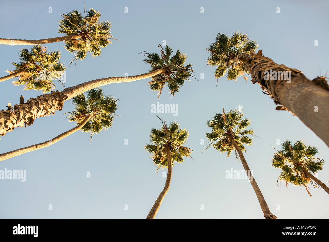 Several palm trees Stock Photo - Alamy