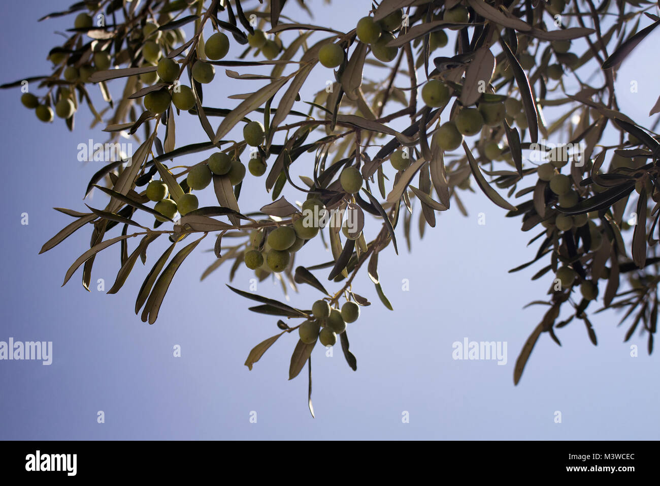 Close up view of raw olives on tree with clear, blue sky background ...