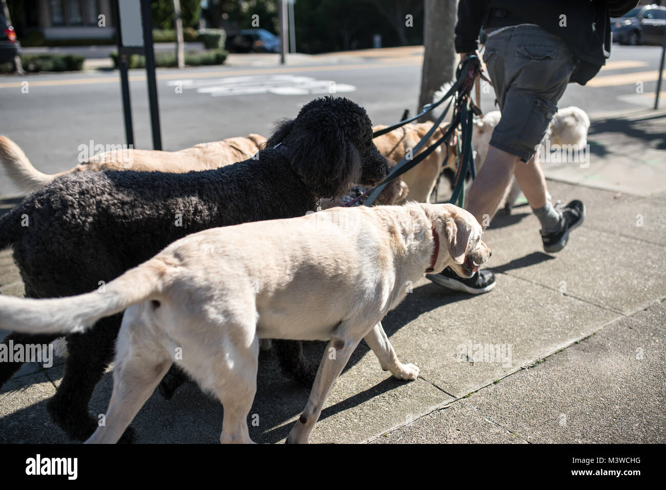 Dog walker with many dogs hi-res stock photography and images - Alamy
