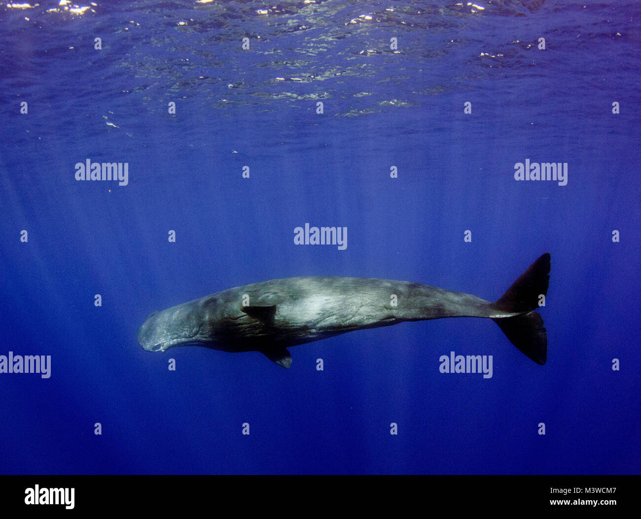 Sperm whale teeth hi-res stock photography and images - Alamy