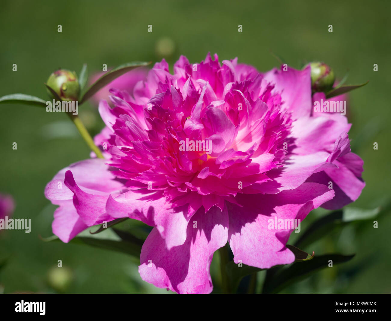 Large flowers peonies hi-res stock photography and images - Alamy