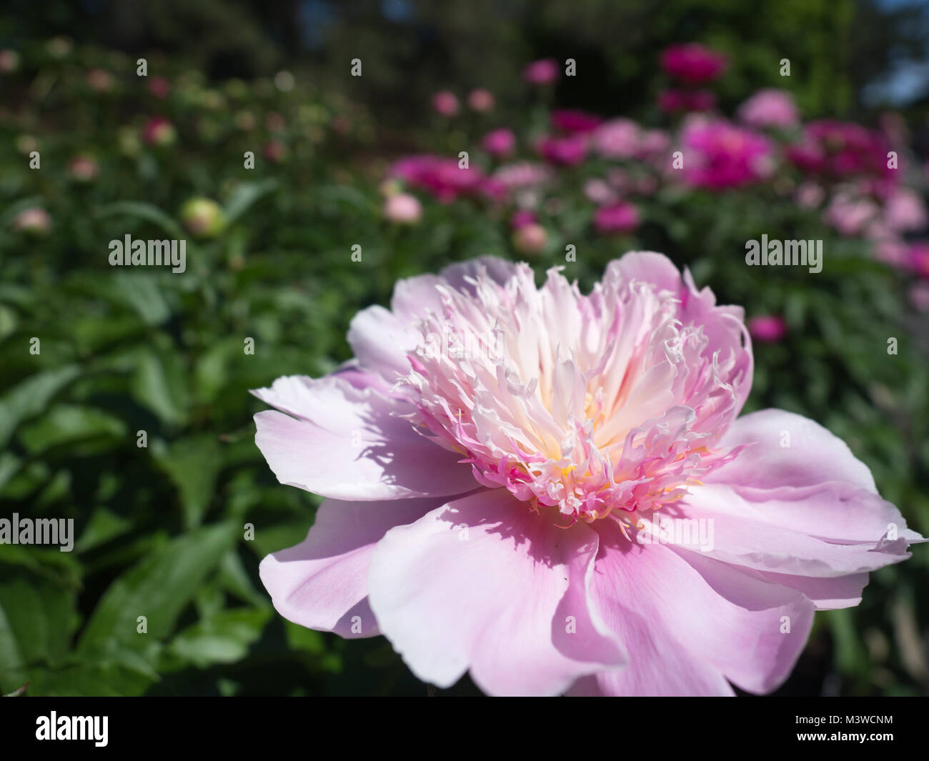 Pale Pink Peony Flower Stock Photo - Alamy