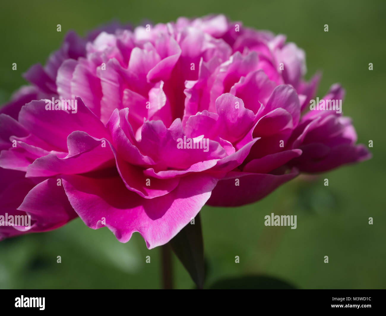 Bright pink peonies hi-res stock photography and images - Alamy
