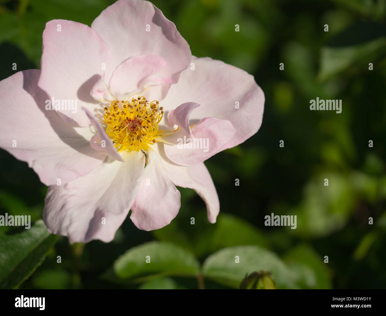 Pale Pink Flower Stock Photo - Alamy