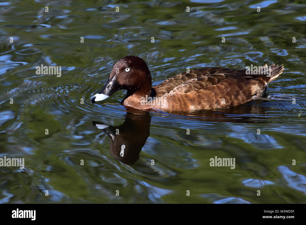 Hardhead High Resolution Stock Photography and Images - Alamy