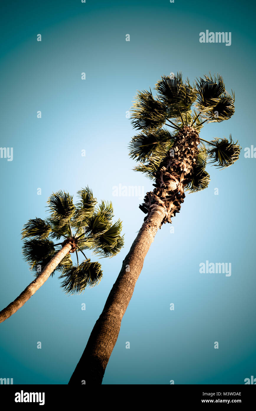 Summer palm trees as perfect emblem for Southern California Stock Photo ...