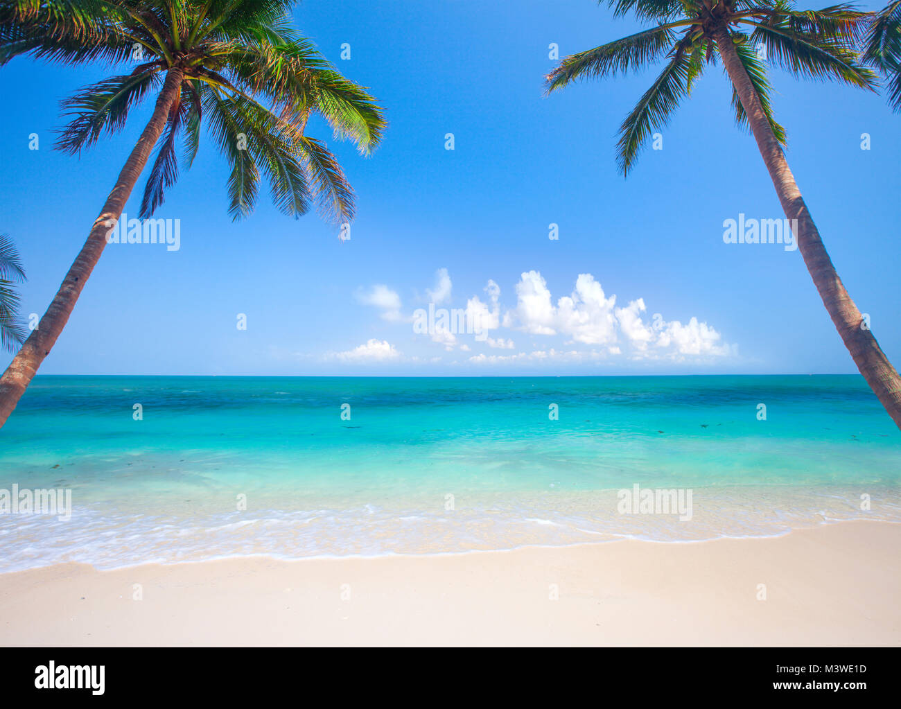 panoramic tropical beach with coconut palm Stock Photo - Alamy