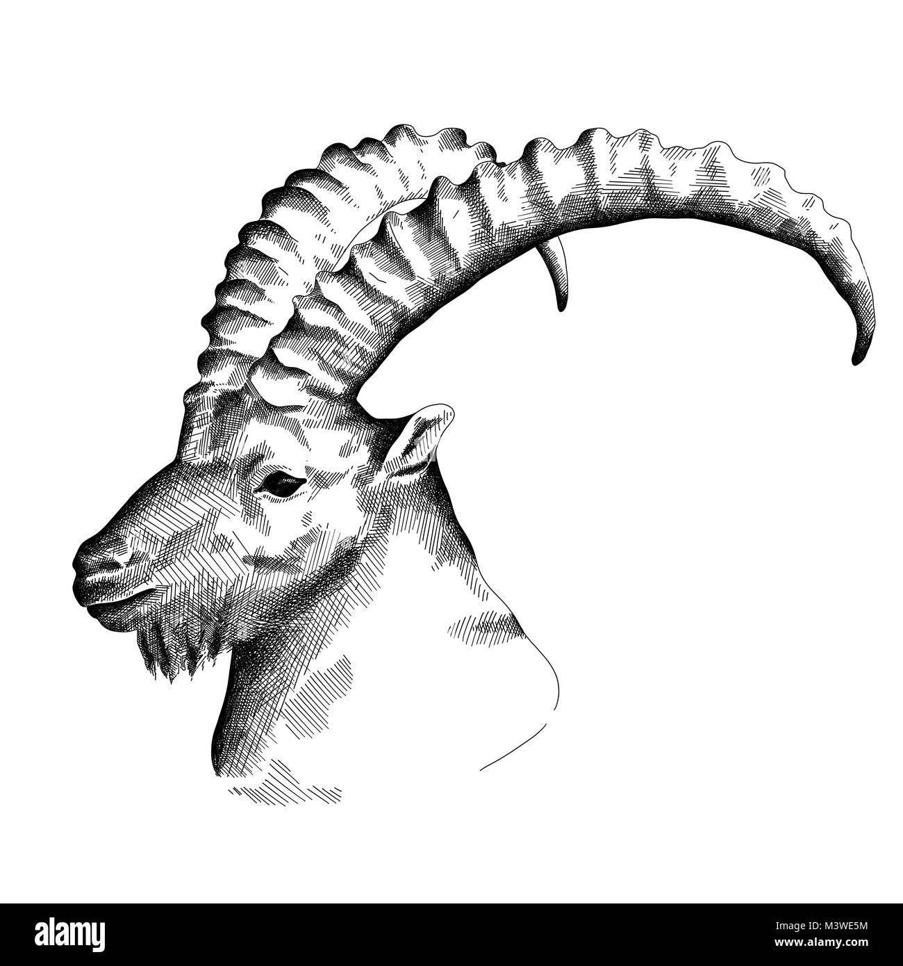 illustration of a capricorn head isolated on white Stock Photo - Alamy
