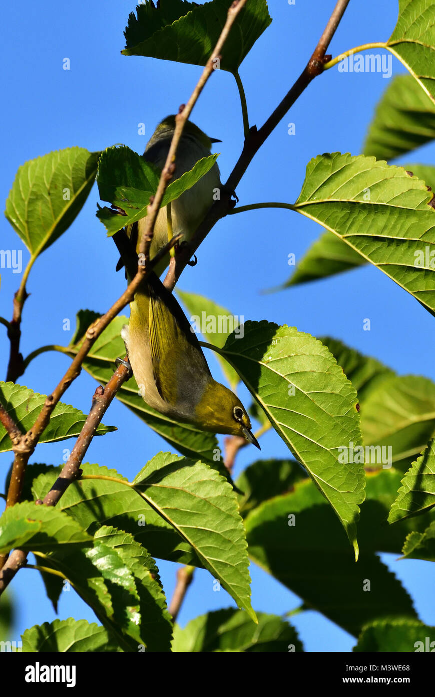 Silvereye Photo High Resolution Stock Photography and Images - Alamy